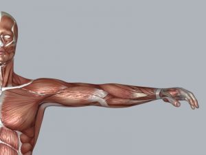 Muscular System 3D Model - FlatPyramid