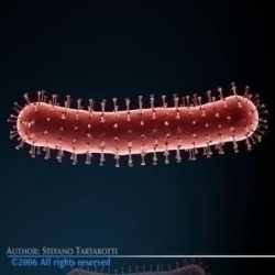 Avian flu virus 3D Model - FlatPyramid
