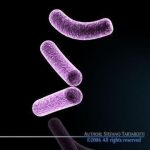 Bacillus bacteria 3D Model - FlatPyramid