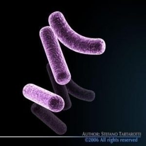 Bacillus bacteria 3D Model - FlatPyramid
