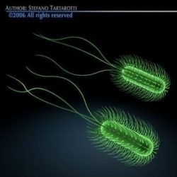 Escherichia coli bacteria 3D Model - FlatPyramid