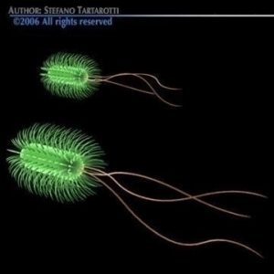 Escherichia coli bacteria 3D Model - FlatPyramid