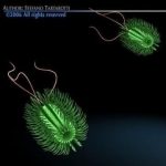 Escherichia coli bacteria 3D Model - FlatPyramid