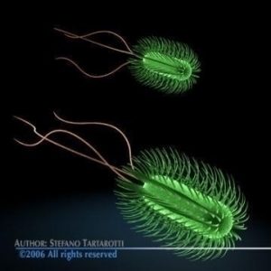 Escherichia coli bacteria 3D Model - FlatPyramid