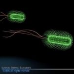 Escherichia coli bacteria 3D Model - FlatPyramid