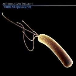 Helicobacter pylori bacteria 3D Model - FlatPyramid