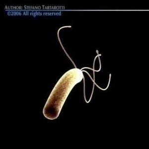 Helicobacter pylori bacteria 3D Model - FlatPyramid