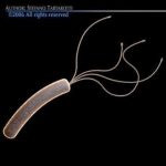 Helicobacter pylori bacteria 3D Model - FlatPyramid