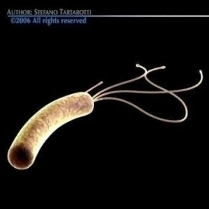 Helicobacter pylori bacteria 3D Model - FlatPyramid