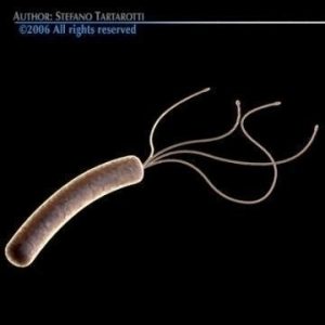 Helicobacter pylori bacteria 3D Model - FlatPyramid