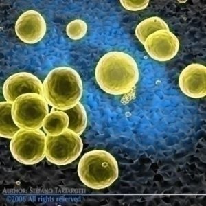 Staphylococcus bacteria 3D Model - FlatPyramid