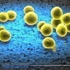 Staphylococcus bacteria 3D Model - FlatPyramid