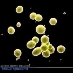 Staphylococcus bacteria 3D Model - FlatPyramid