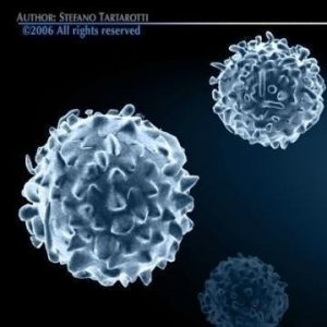 White blood cells 3D Model - FlatPyramid