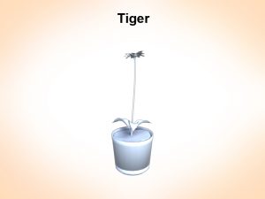 Tiger Lily 3D Model - FlatPyramid