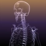 Skeleton of a Human X Ray scan RenderReady 3D Model - FlatPyramid