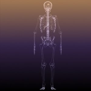 Skeleton of a Human X Ray scan RenderReady 3D Model - FlatPyramid