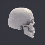 Skull_Human Biomedical 3D model 3D Model - FlatPyramid