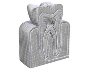 Tooth v1 3D Model - FlatPyramid